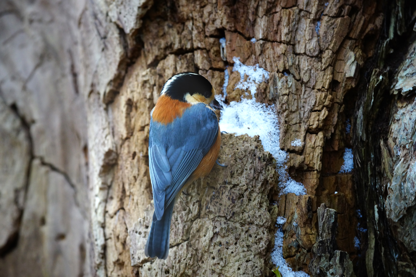 札幌の鳥達〜Birds in Sapporo